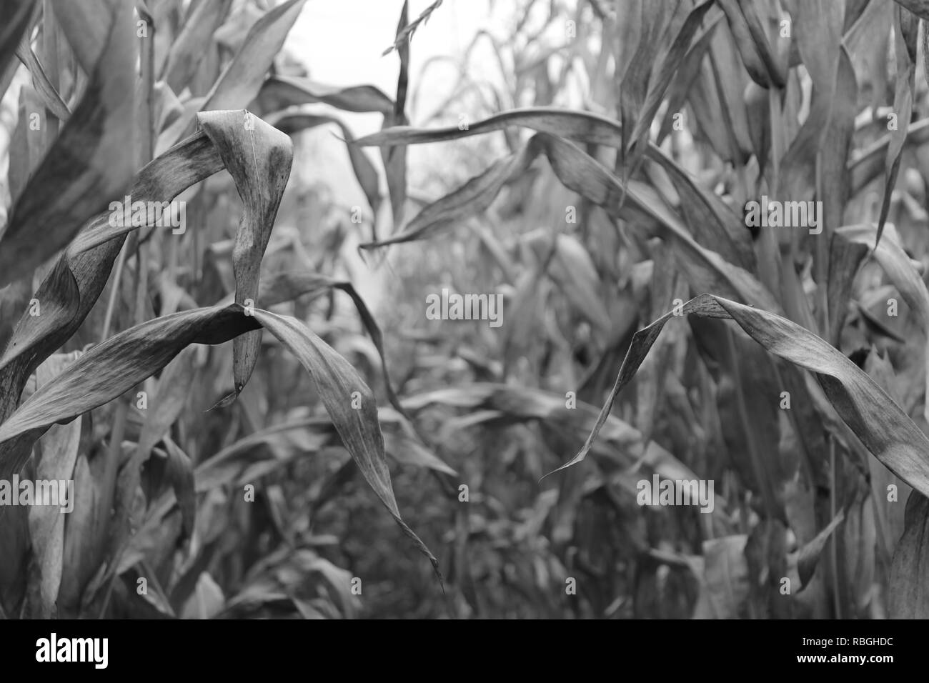 Black and white Maize field Stock Photo - Alamy