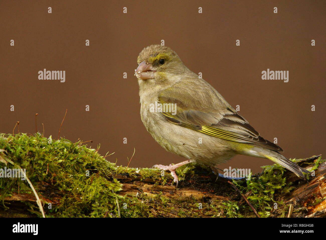 Greenfinch, Chloris chloris Stock Photo - Alamy