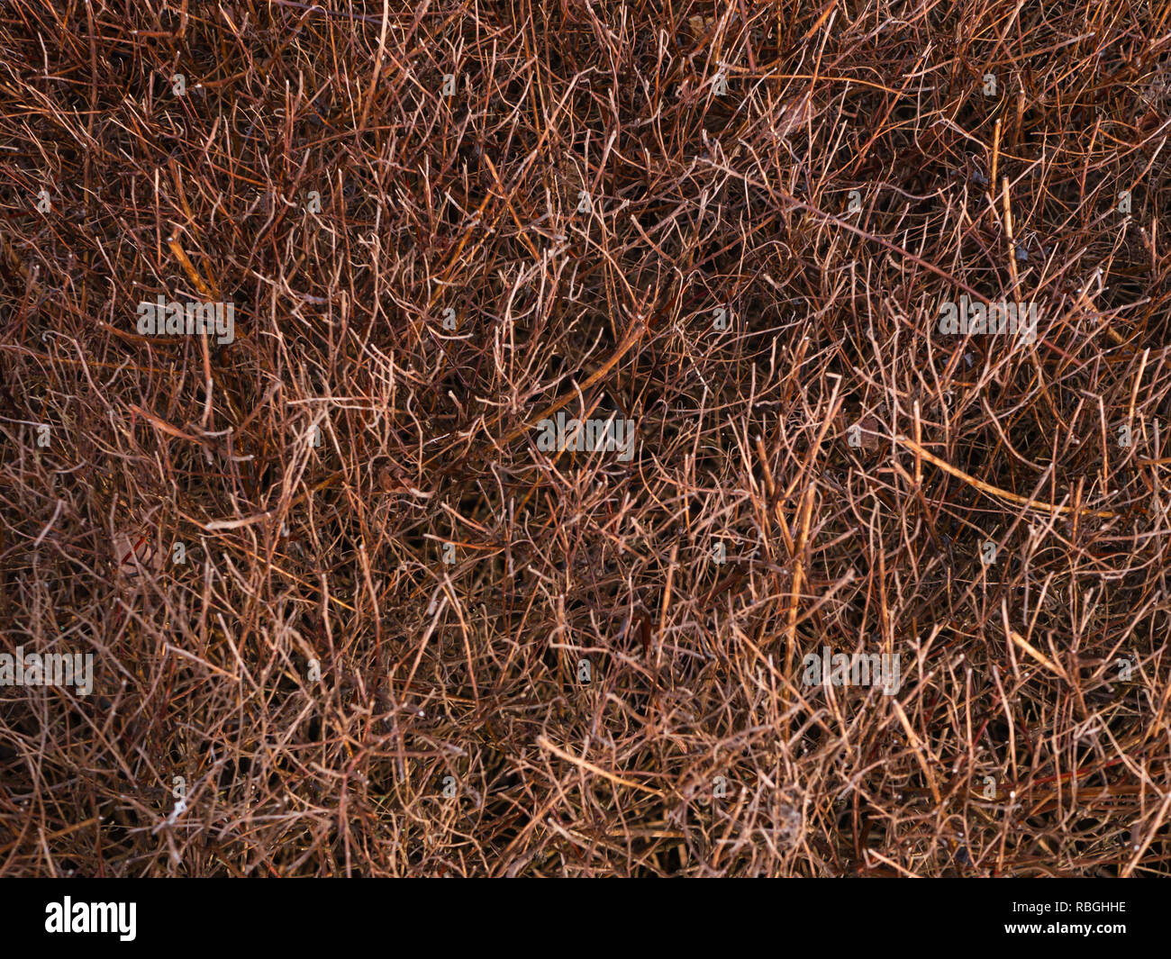 Hedge patterns hi-res stock photography and images - Alamy