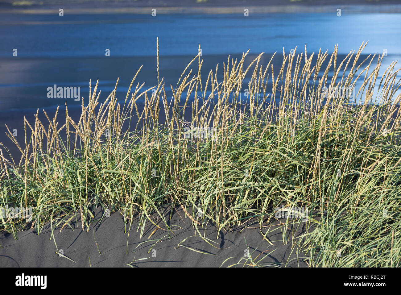 Strandroggen, Strand-Roggen, Blauer Helm, Leymus arenarius, Elymus ...