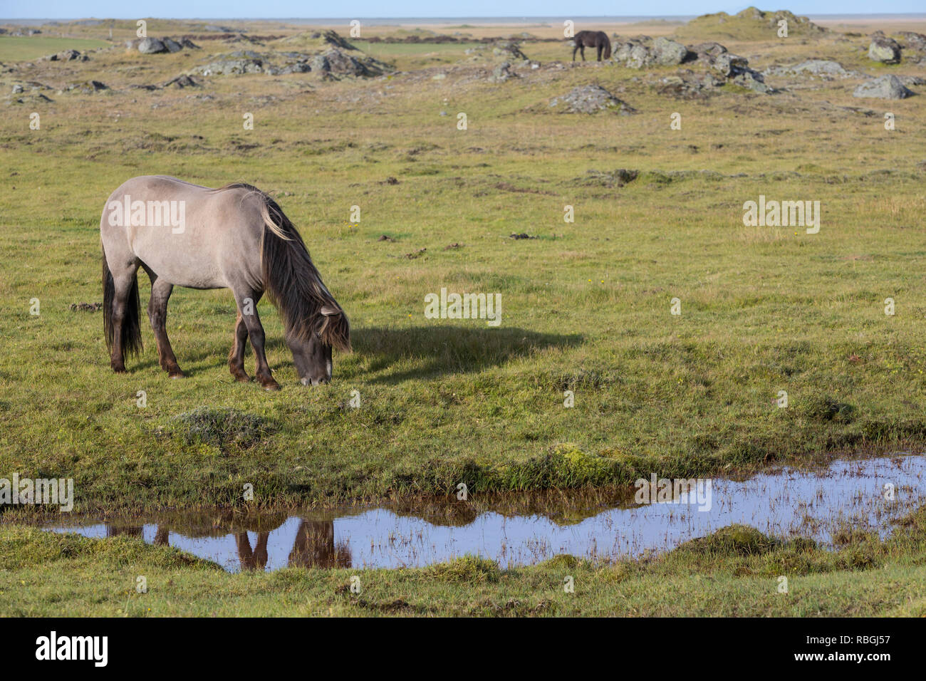 Islandpferd, Isländer, Islandpony, Island-Pferd, Isländer, Island-Pony ...