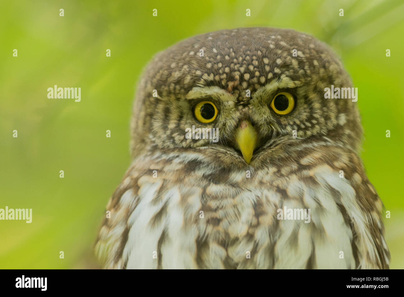 Eurasian Pygmy Owl, Glaucidium passerinum Stock Photo - Alamy