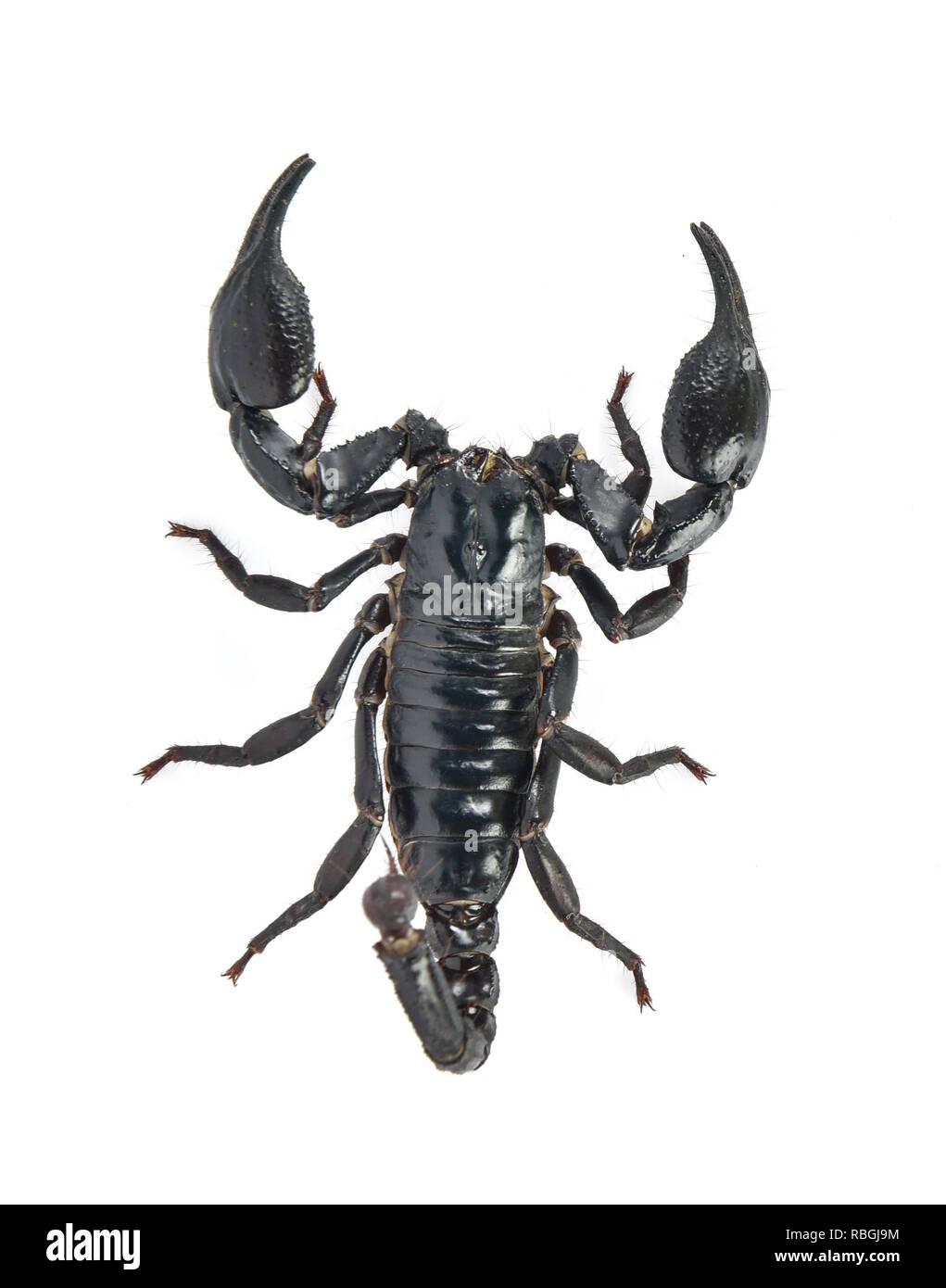 scorpion on white background Stock Photo - Alamy