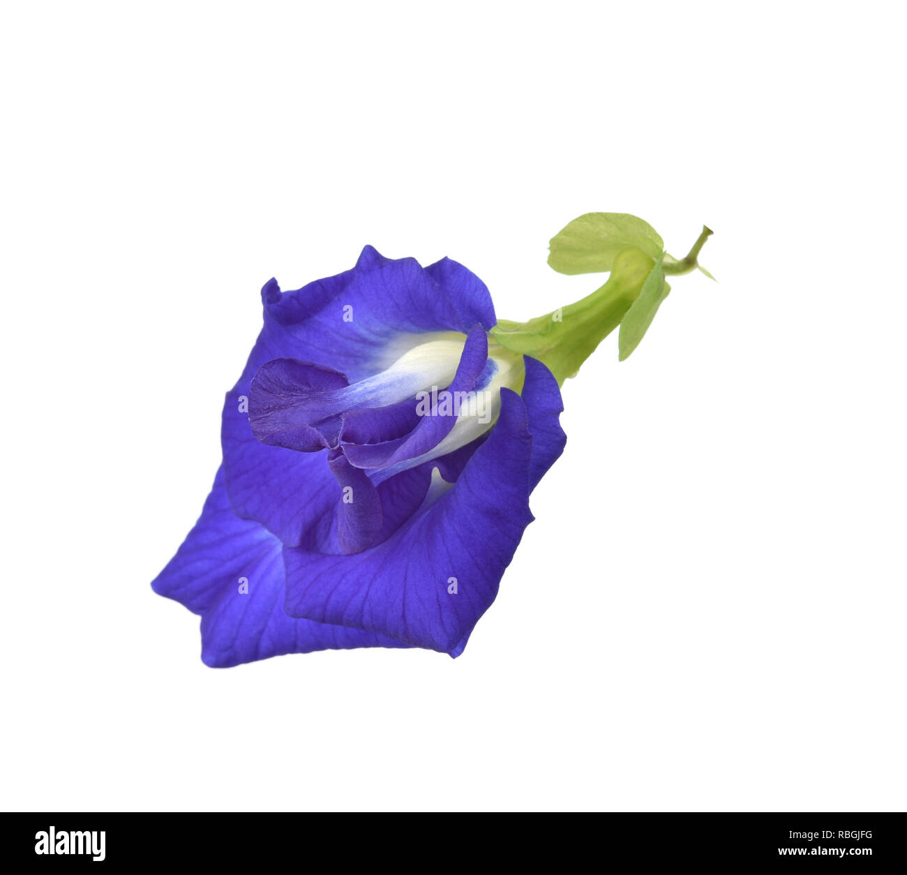 Clitoria ternatea or Aparajita flower isolated on white background ...