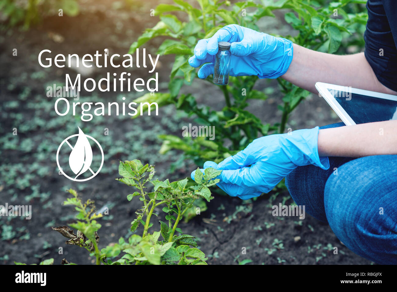 Woman scientist genetic engineer with a tablet testing the plant for ...