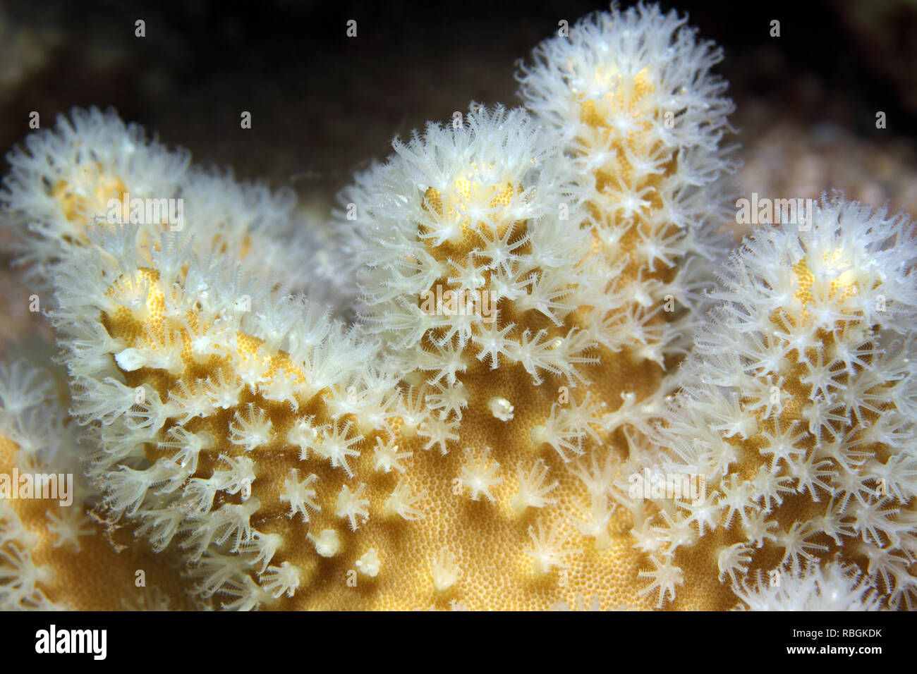 Alcyoniina group hi-res stock photography and images - Alamy