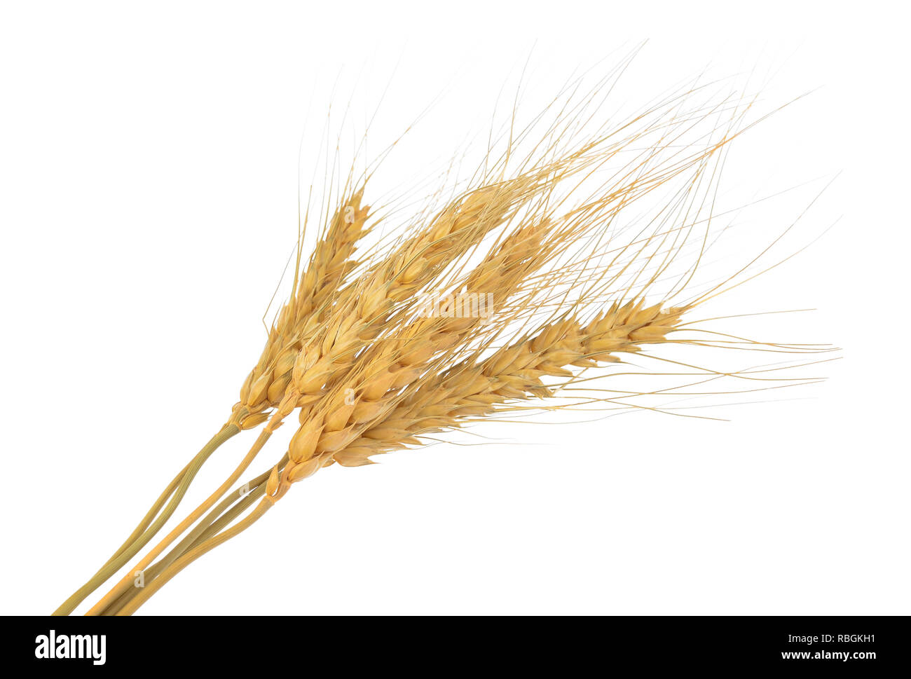 Wheat isolated on white background Stock Photo - Alamy