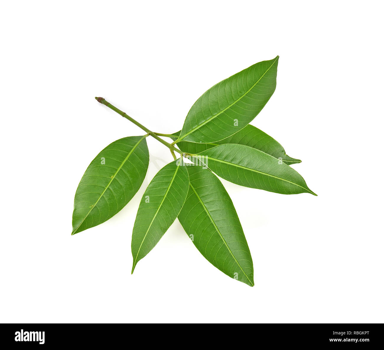 Mango with leaf hi-res stock photography and images - Alamy