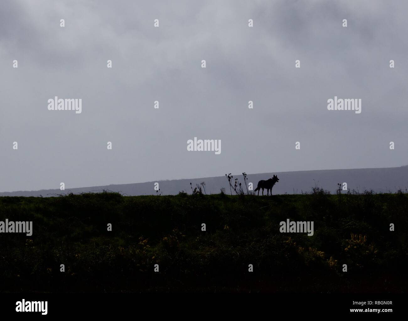 A silhouette of a dog looking into the distance Stock Photo - Alamy