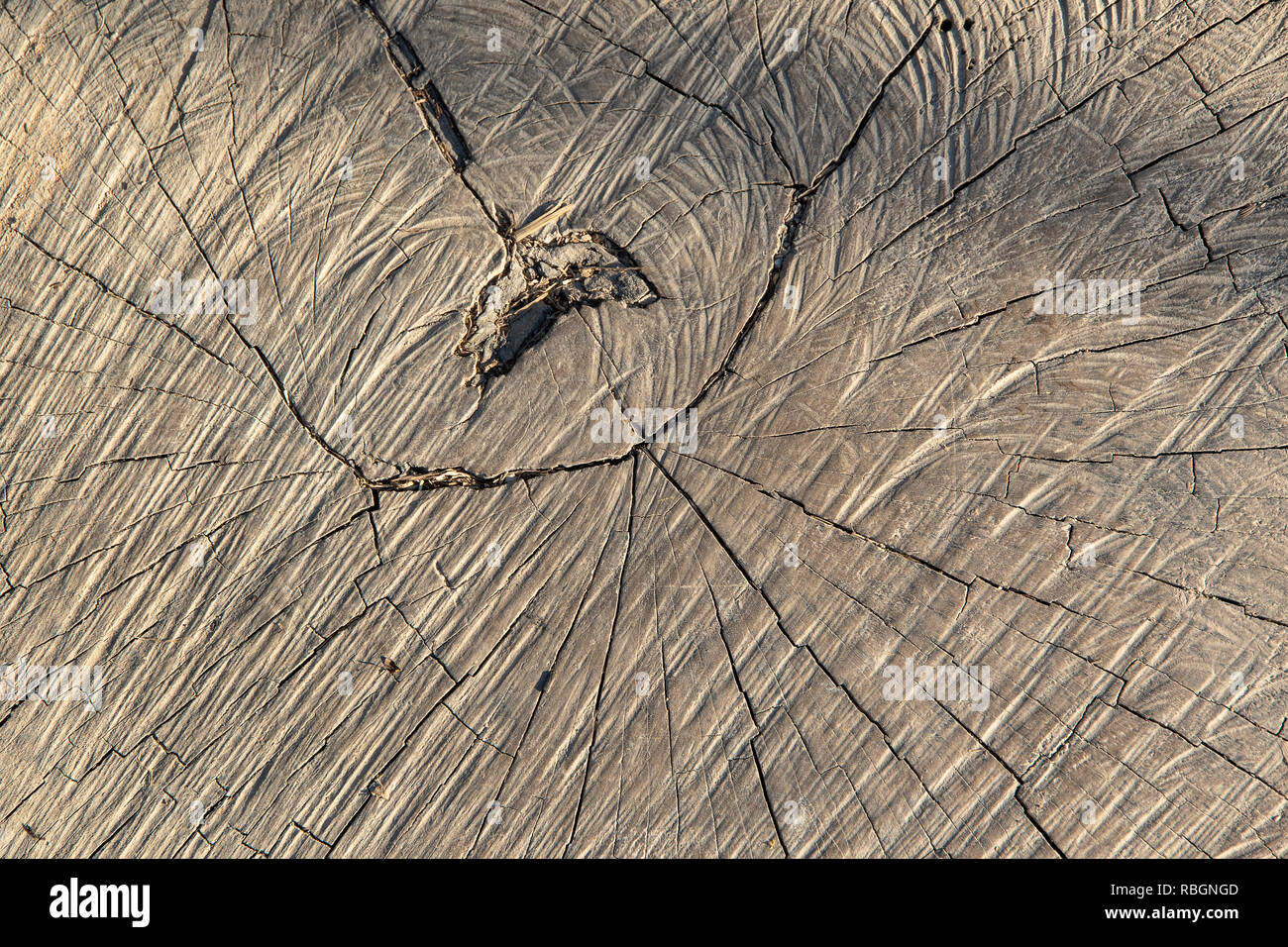 Surface tree hi-res stock photography and images - Alamy