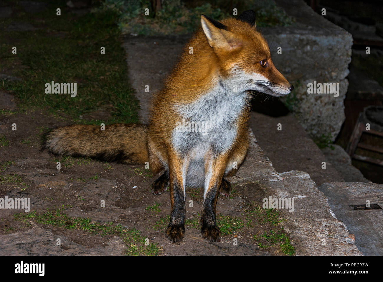 White fox tail hi-res stock photography and images - Alamy