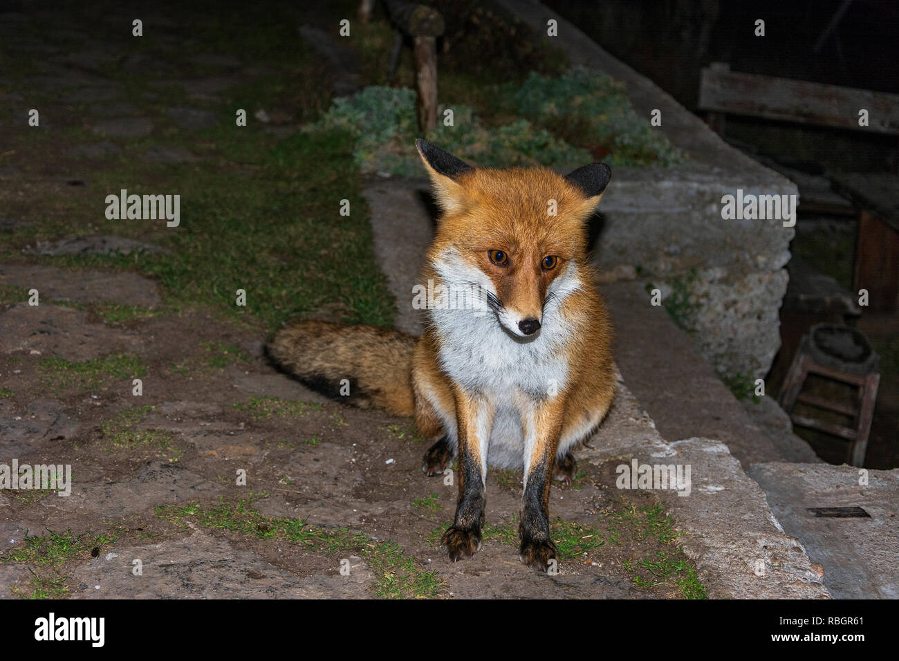 Mountain wolf head silhouette hi-res stock photography and images - Alamy