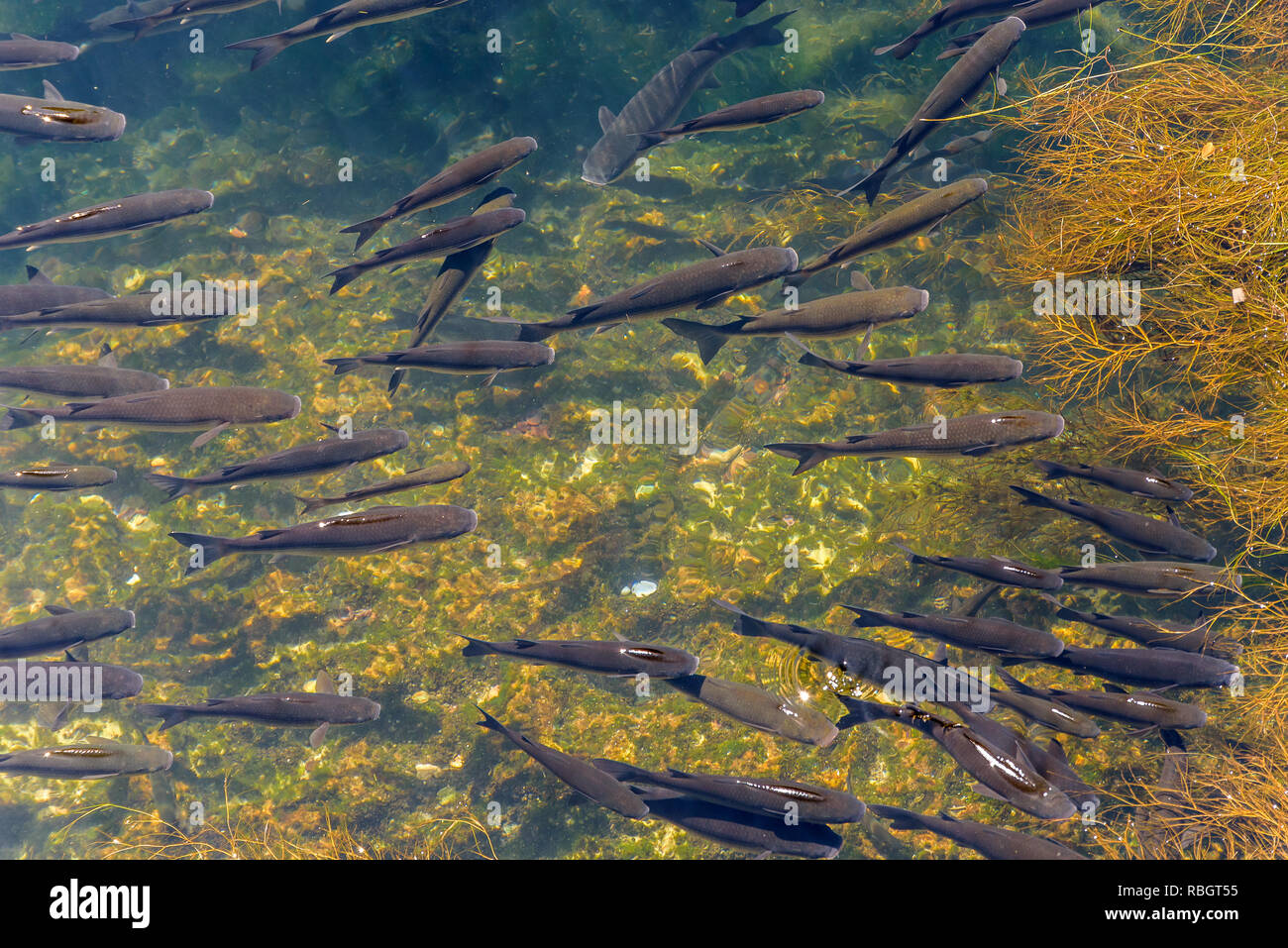Fountain of arethusa hi-res stock photography and images - Alamy