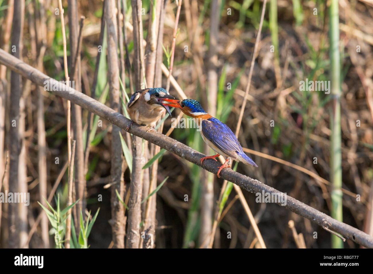Malachite Kingfishers Corythornis crostatas Stock Photo - Alamy