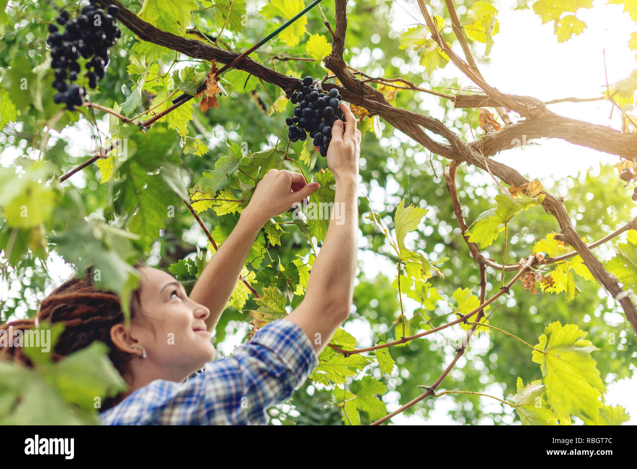 The girl winemaker harvesting clusters of Merlot red grapes in the ...