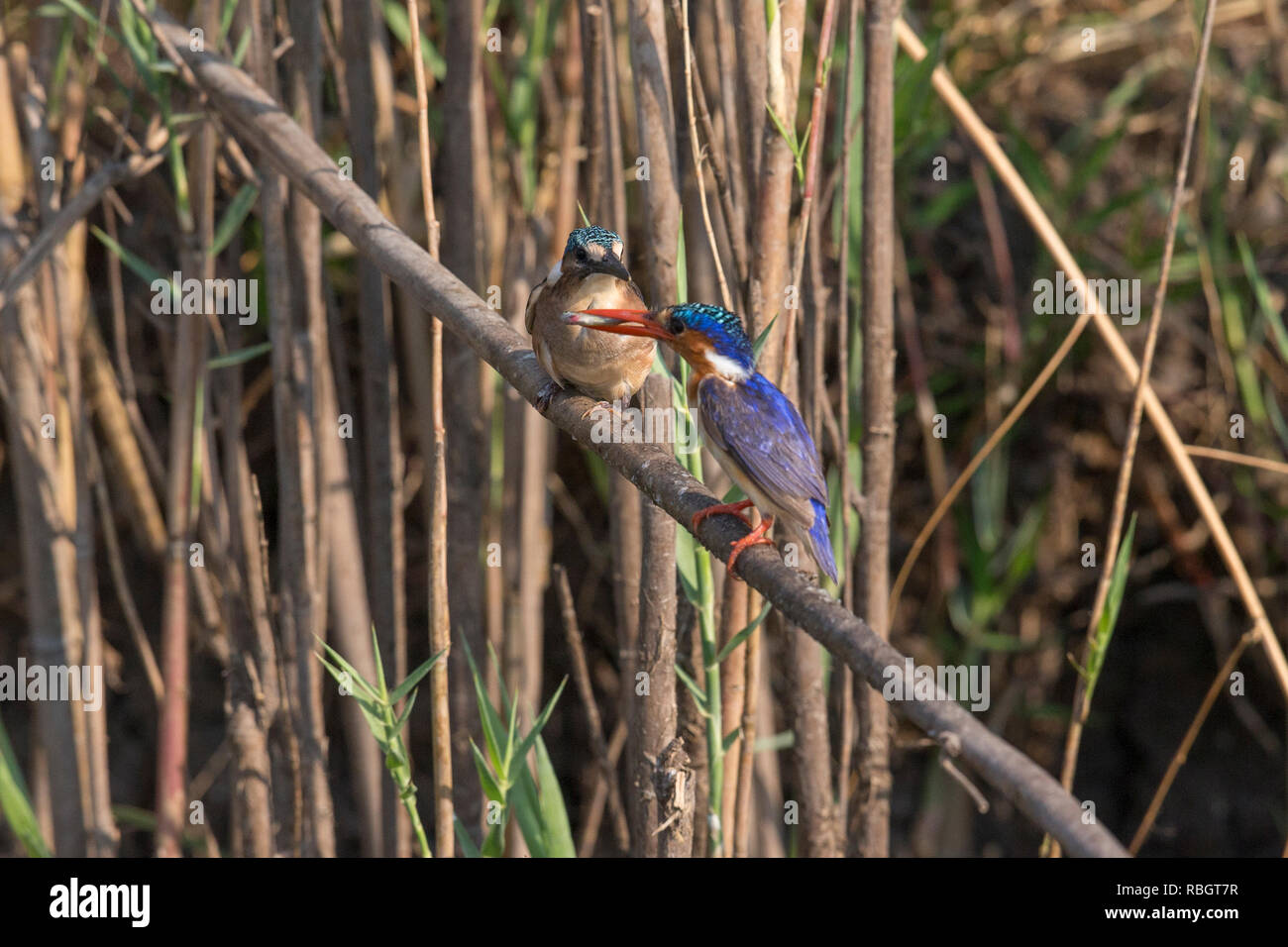 Malachite Kingfishers Corythornis crostatas Stock Photo - Alamy
