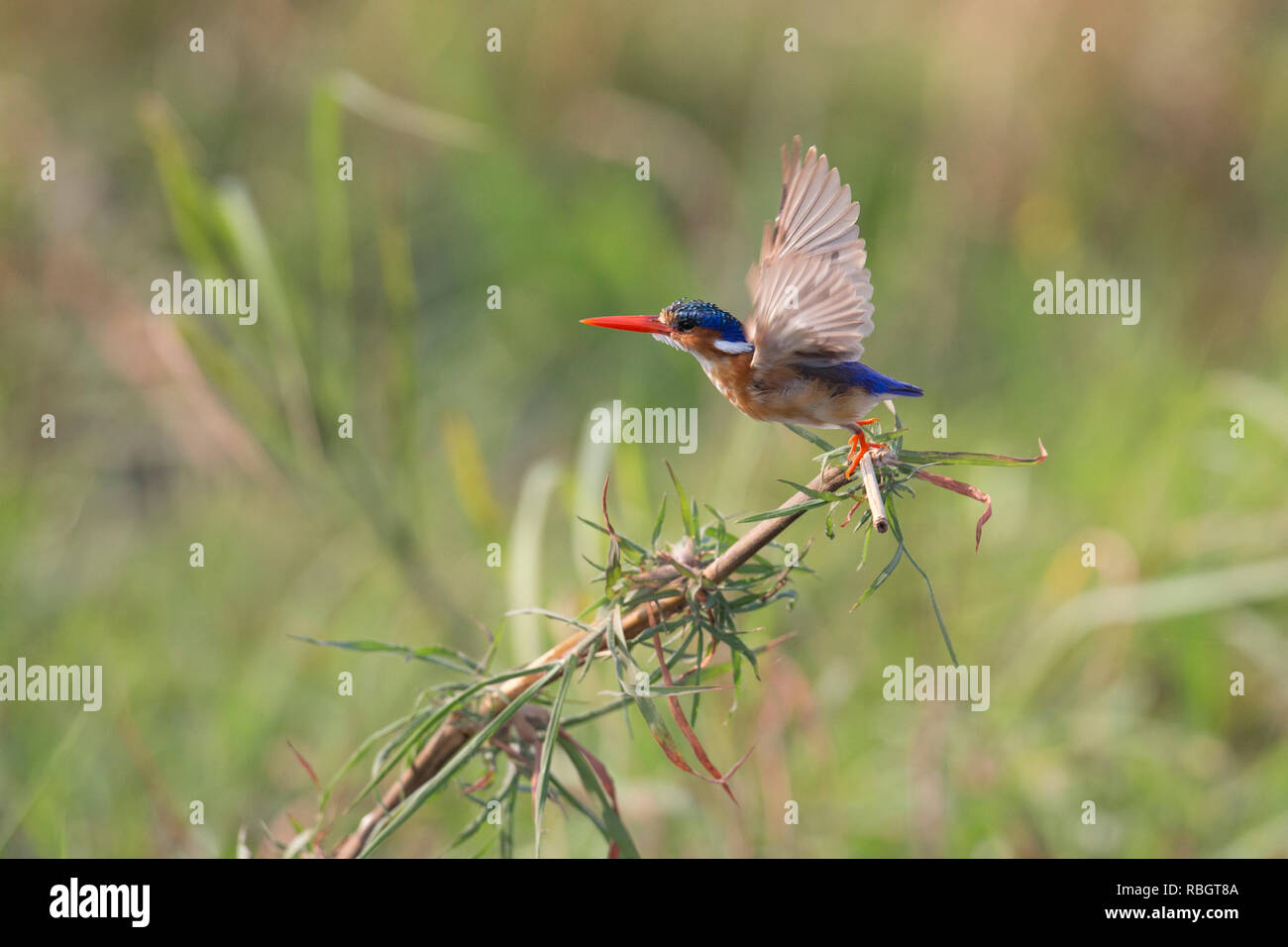 Malachite Kingfishers Corythornis crostatas Stock Photo - Alamy