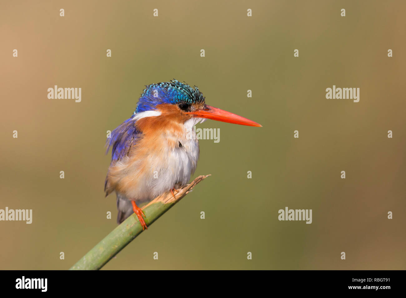 Malachite Kingfishers Corythornis crostatas Stock Photo - Alamy