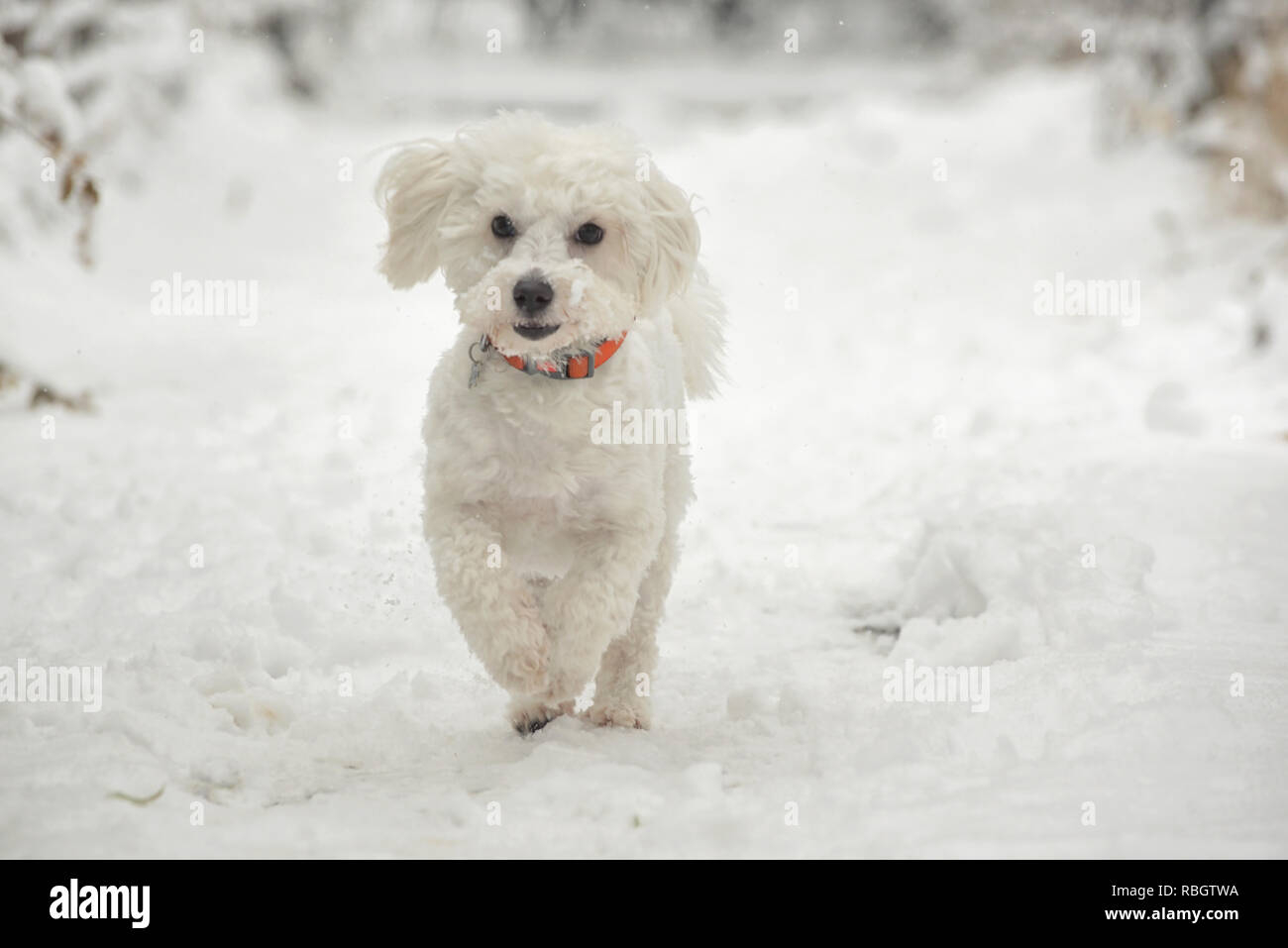 Maltese Dog running in snow on winter park Stock Photo - Alamy