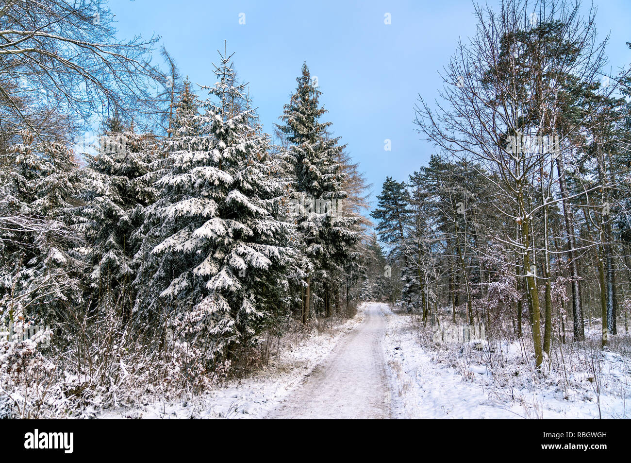 Germany white winter frozen tree hi-res stock photography and images ...