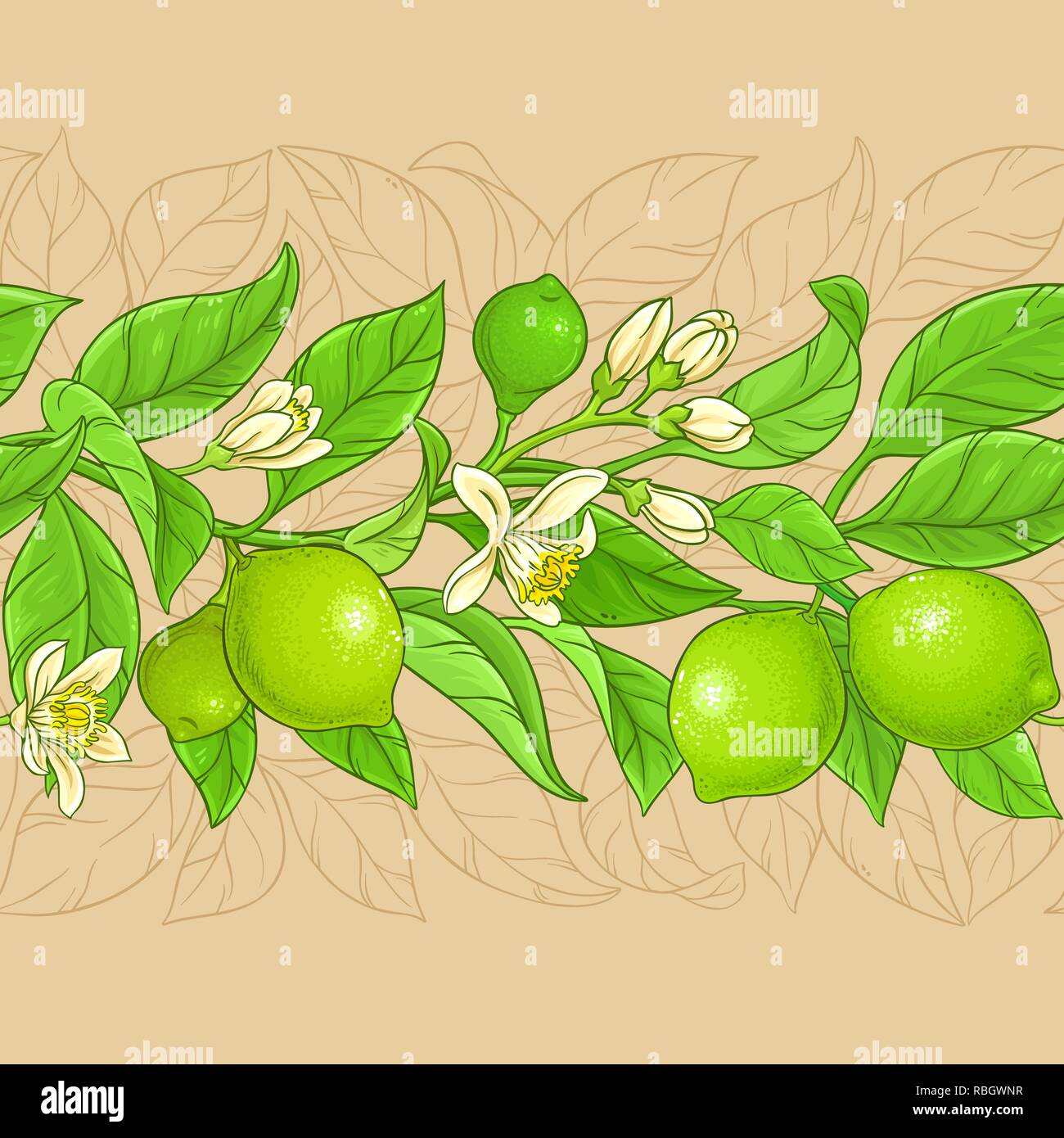 Lime vector hi-res stock photography and images - Alamy