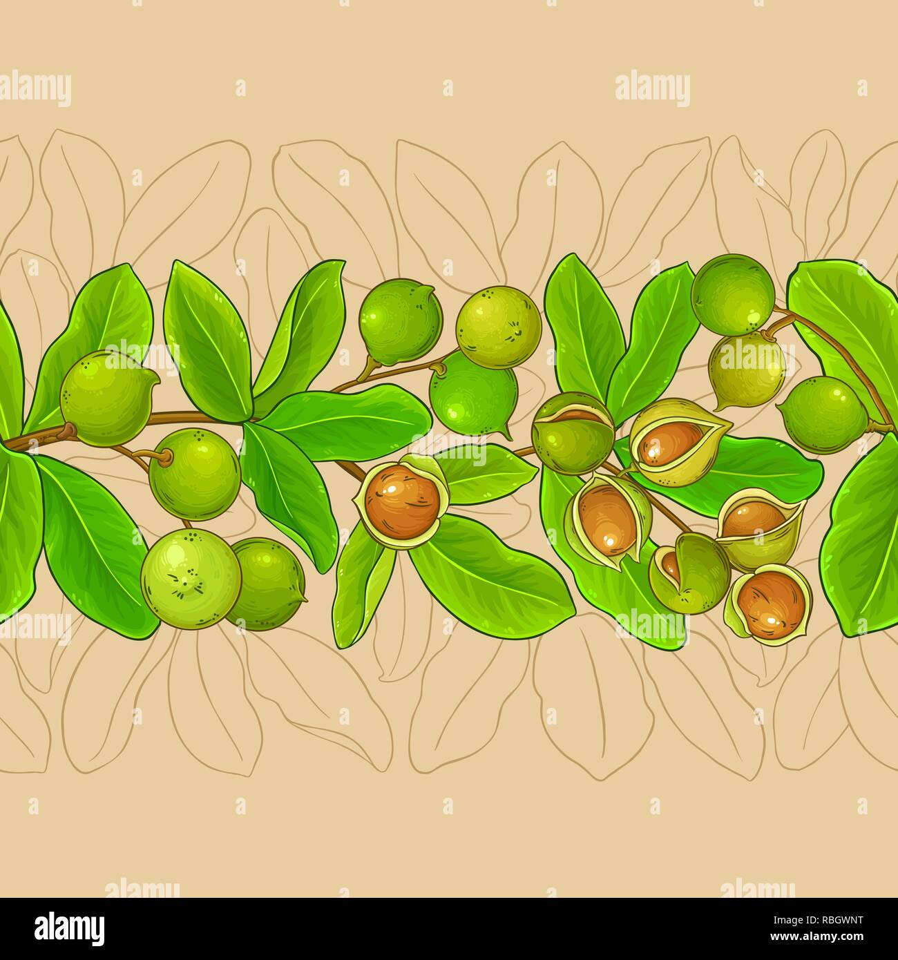 macadamia vector pattern on color background Stock Vector Image & Art ...