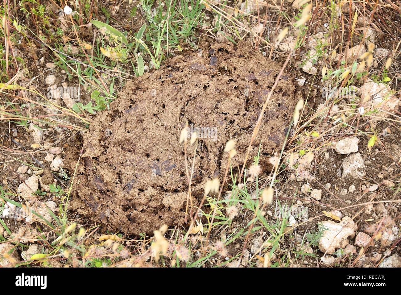 Cattle feces - organic manure in a field in Italy Stock Photo - Alamy