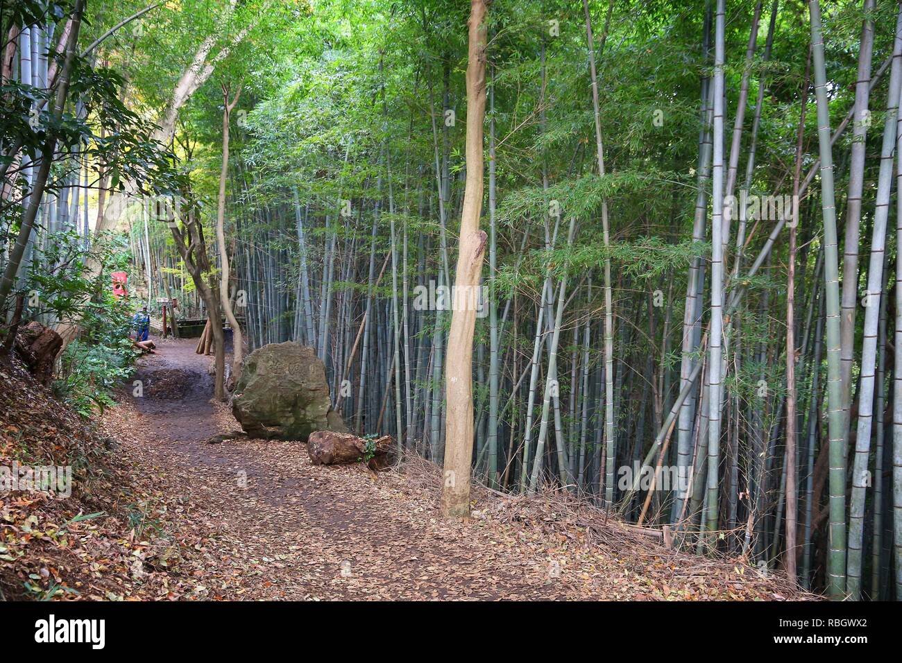Japan hiking trail. Kamakura forest hike - Tenen trail between Zuisenji ...