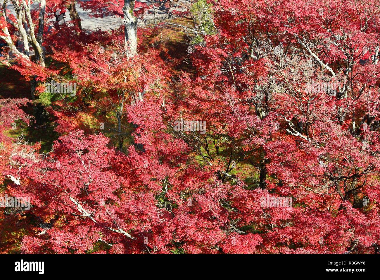 Autumn leaves in Japan - red and orange momiji leaves (maple tree) in ...