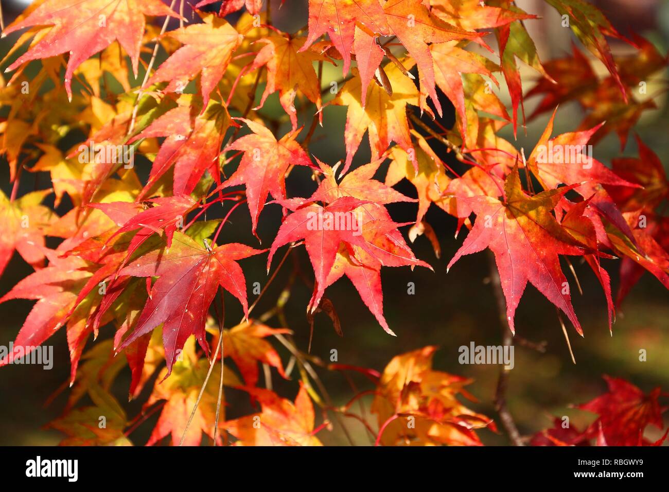Autumn leaves in Japan - red and orange momiji leaves (maple tree) in ...