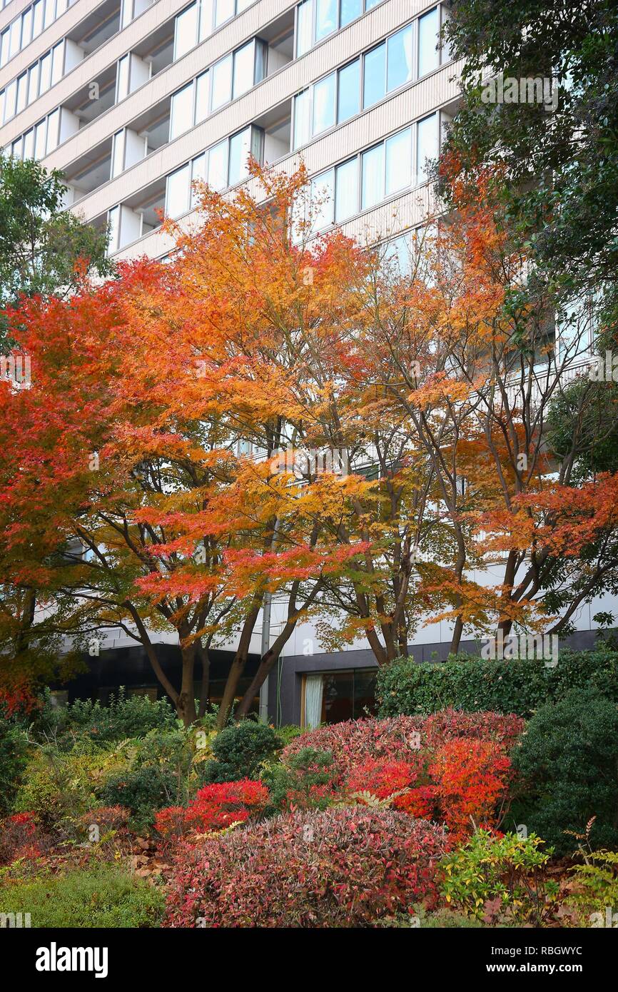 Autumn in Tokyo - maple tree orange leaves and office buildings of ...