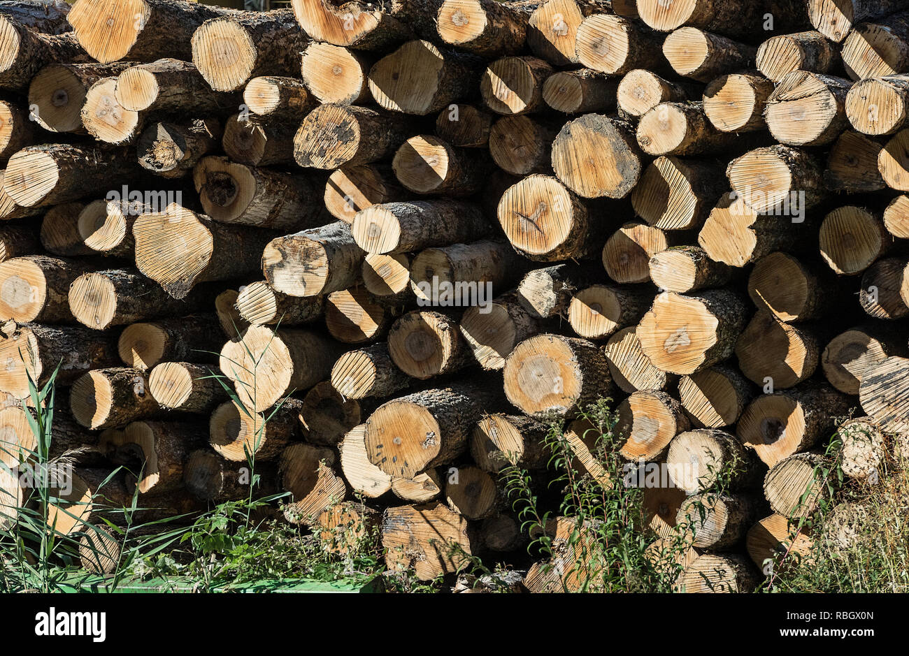 Stack of raw timber, Vermont, USA Stock Photo - Alamy