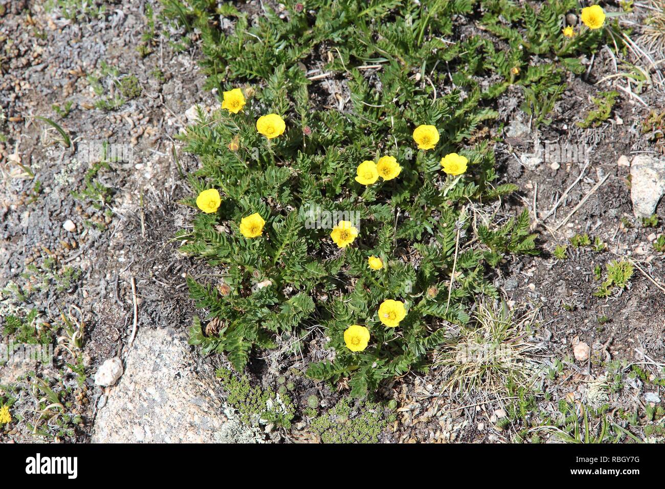 Nature in Rocky Mountain National Park in Colorado, USA. Wildflowers of ...