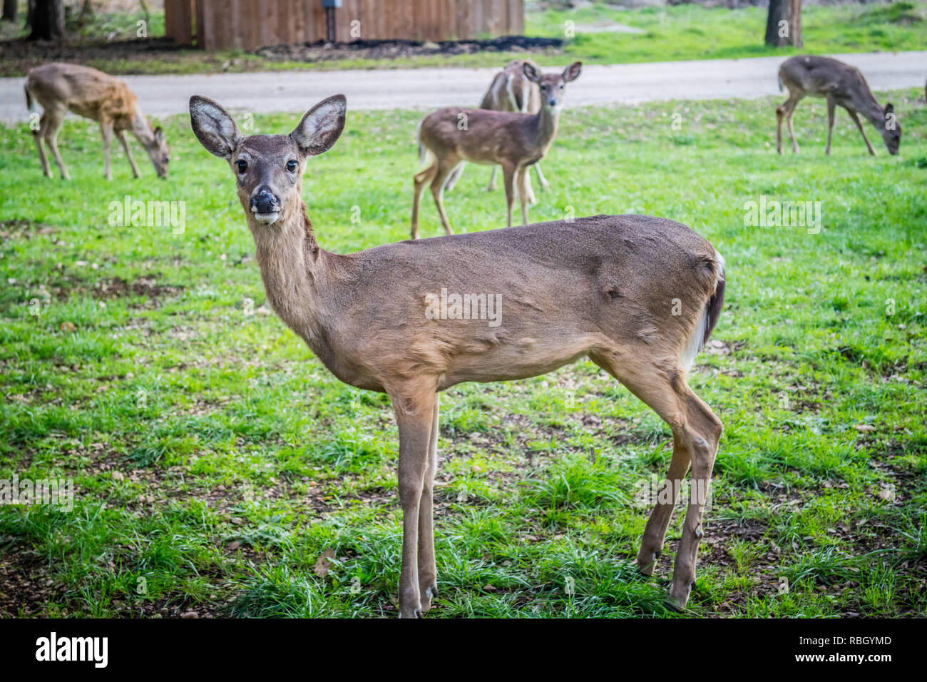 A White-Tailed Deer in Lake Hills, Texas Stock Photo - Alamy