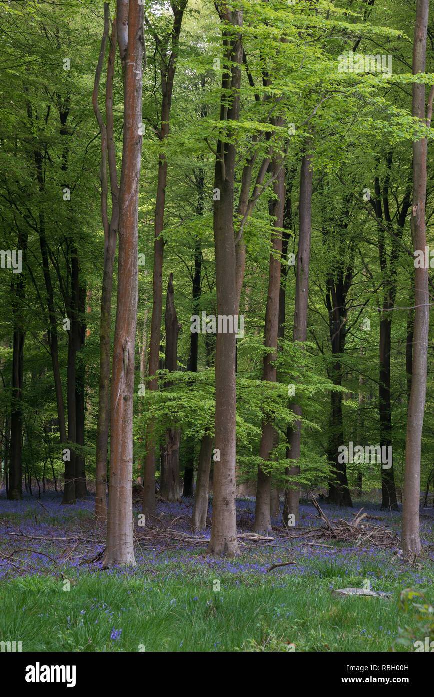 Beautiful bluebell forest landscape image in morning sunlight in Spring ...