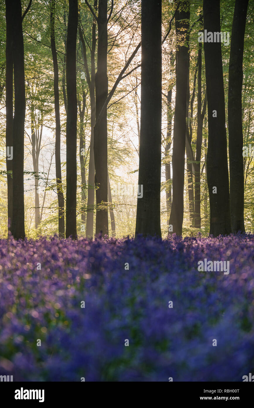 Beautiful bluebell forest landscape image in morning sunlight in Spring ...