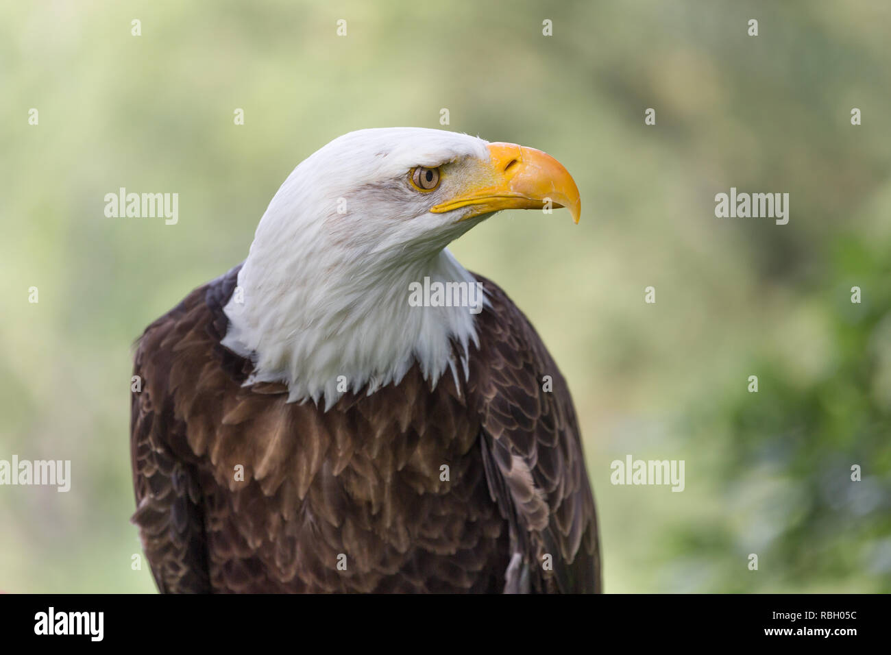 profile of a sea eagle Stock Photo - Alamy