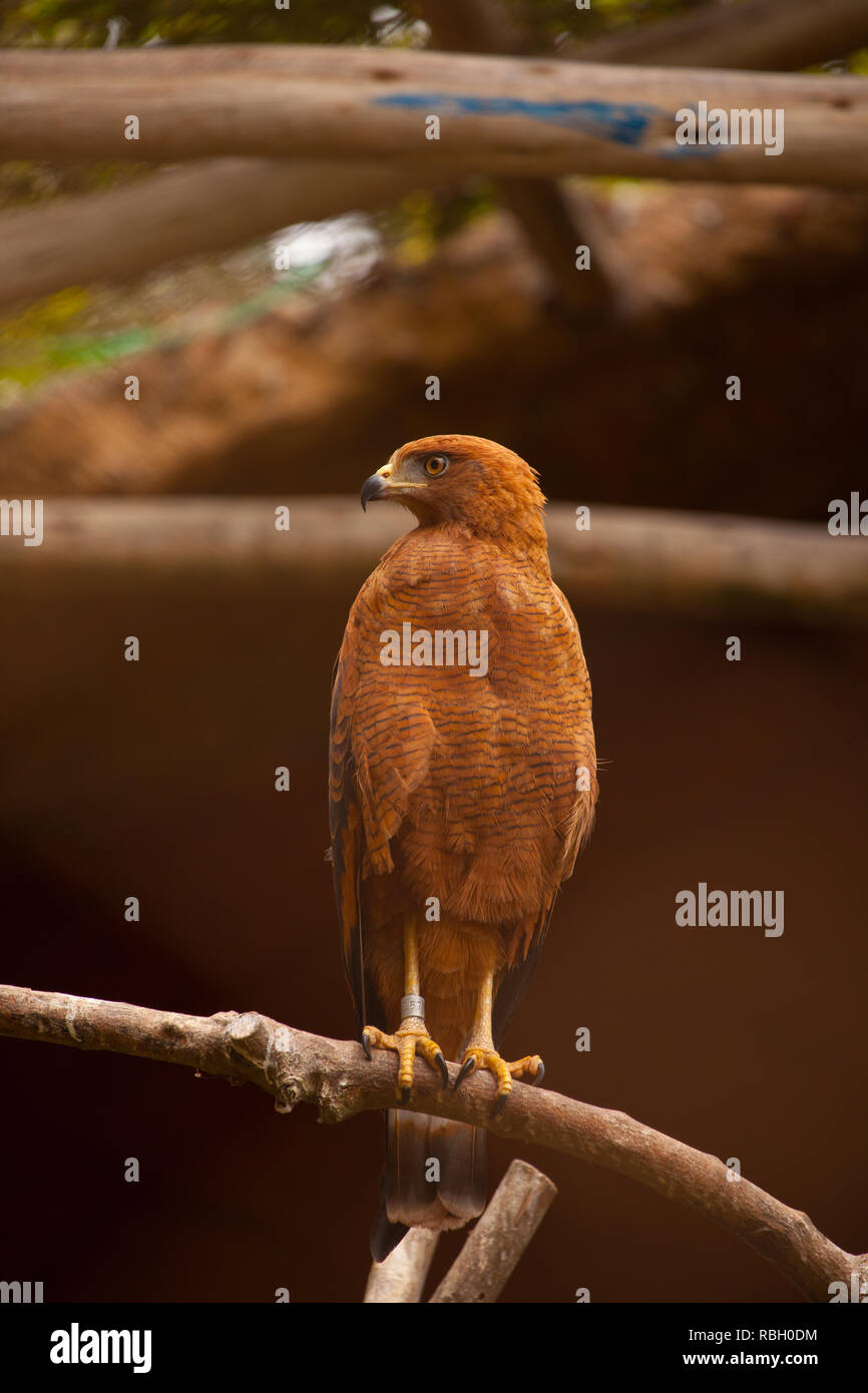 Falcon in cage hi-res stock photography and images - Alamy