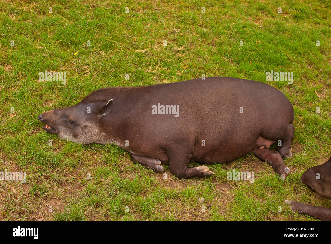 Kapiri hi-res stock photography and images - Alamy