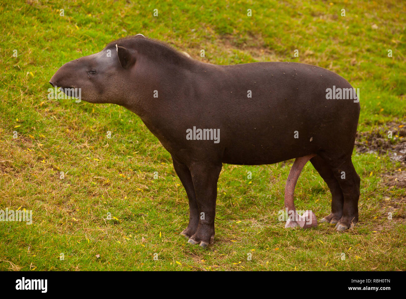 Kapiri hi-res stock photography and images - Alamy