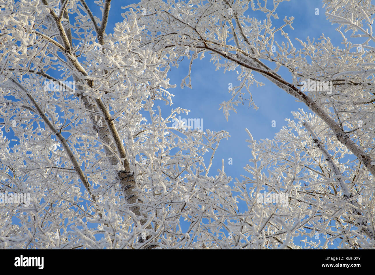 winter landscape, branches of trees in frost Stock Photo - Alamy