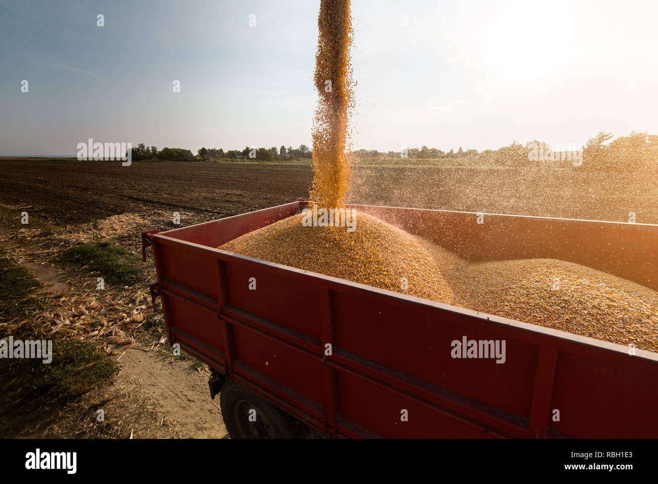 Pouring corn grain into tractor trailer after harvest Stock Photo - Alamy