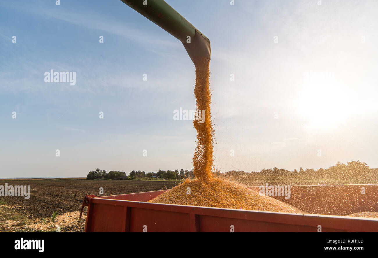Pouring corn grain into tractor trailer after harvest Stock Photo - Alamy