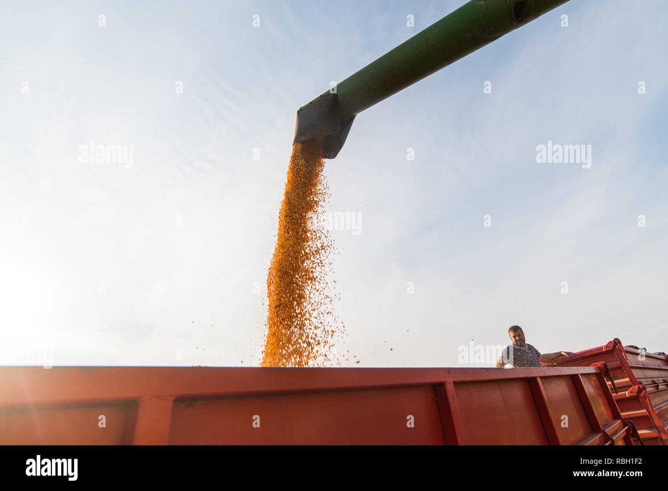 Pouring corn grain into tractor trailer after harvest Stock Photo - Alamy