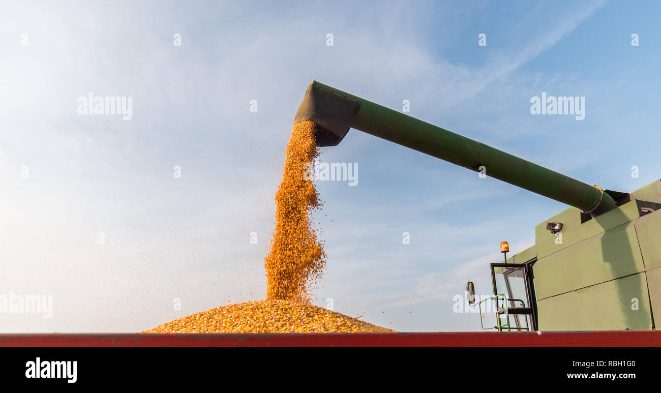 Pouring corn grain into tractor trailer after harvest Stock Photo - Alamy