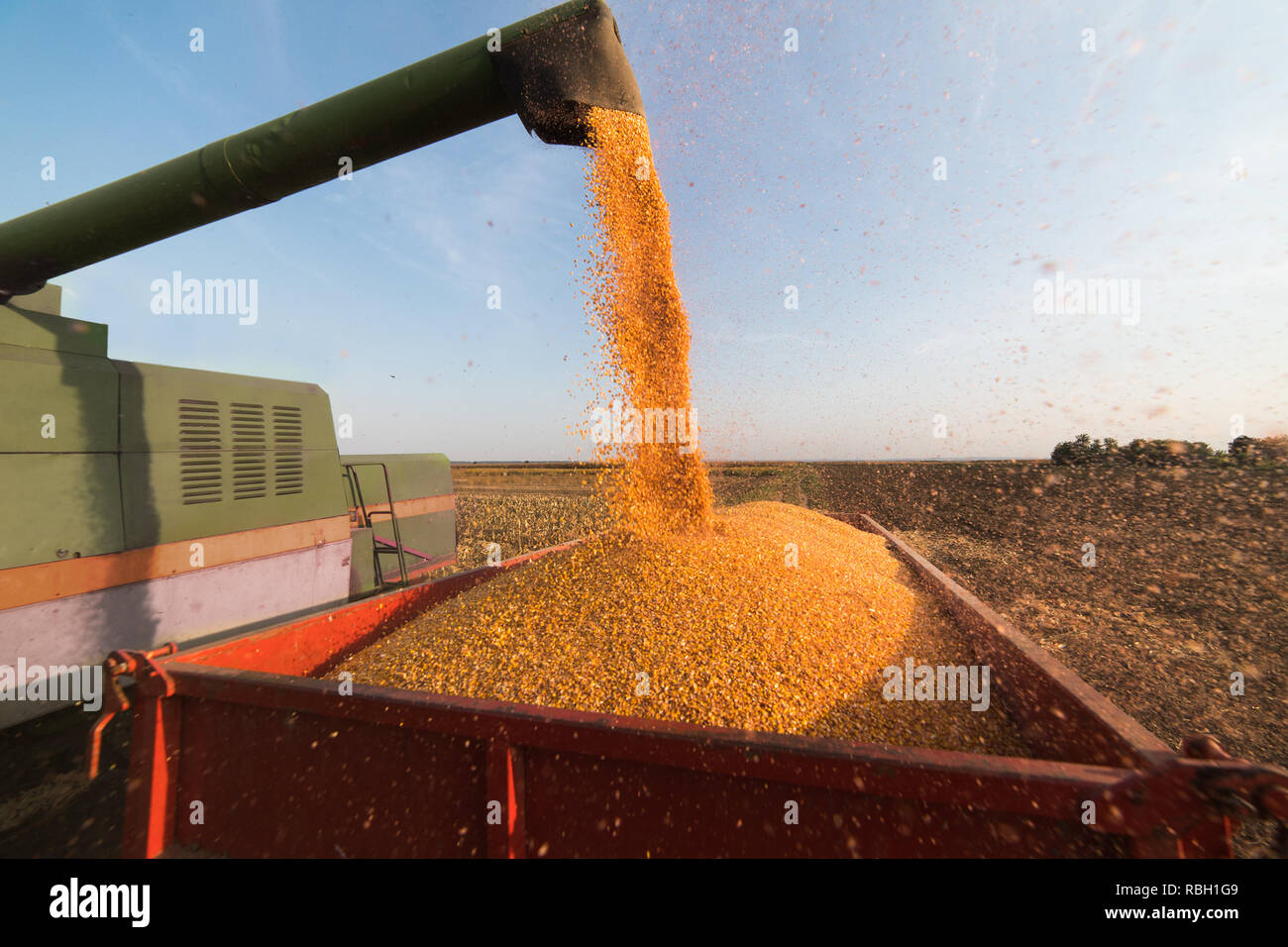 Pouring corn grain into tractor trailer after harvest Stock Photo - Alamy