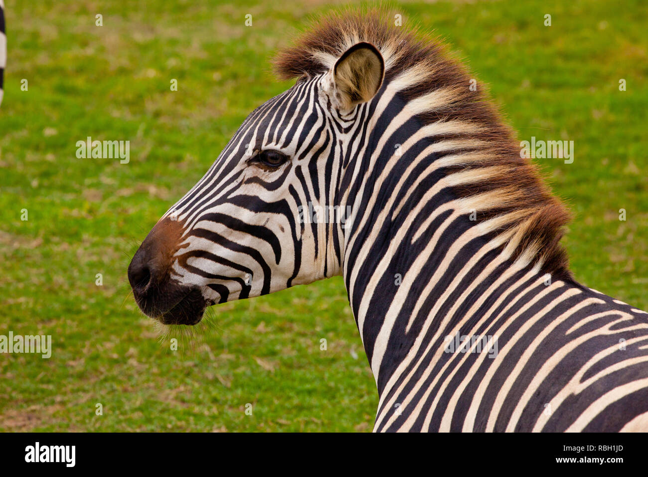 Zebra in the zoo of Lima in Peru Stock Photo - Alamy