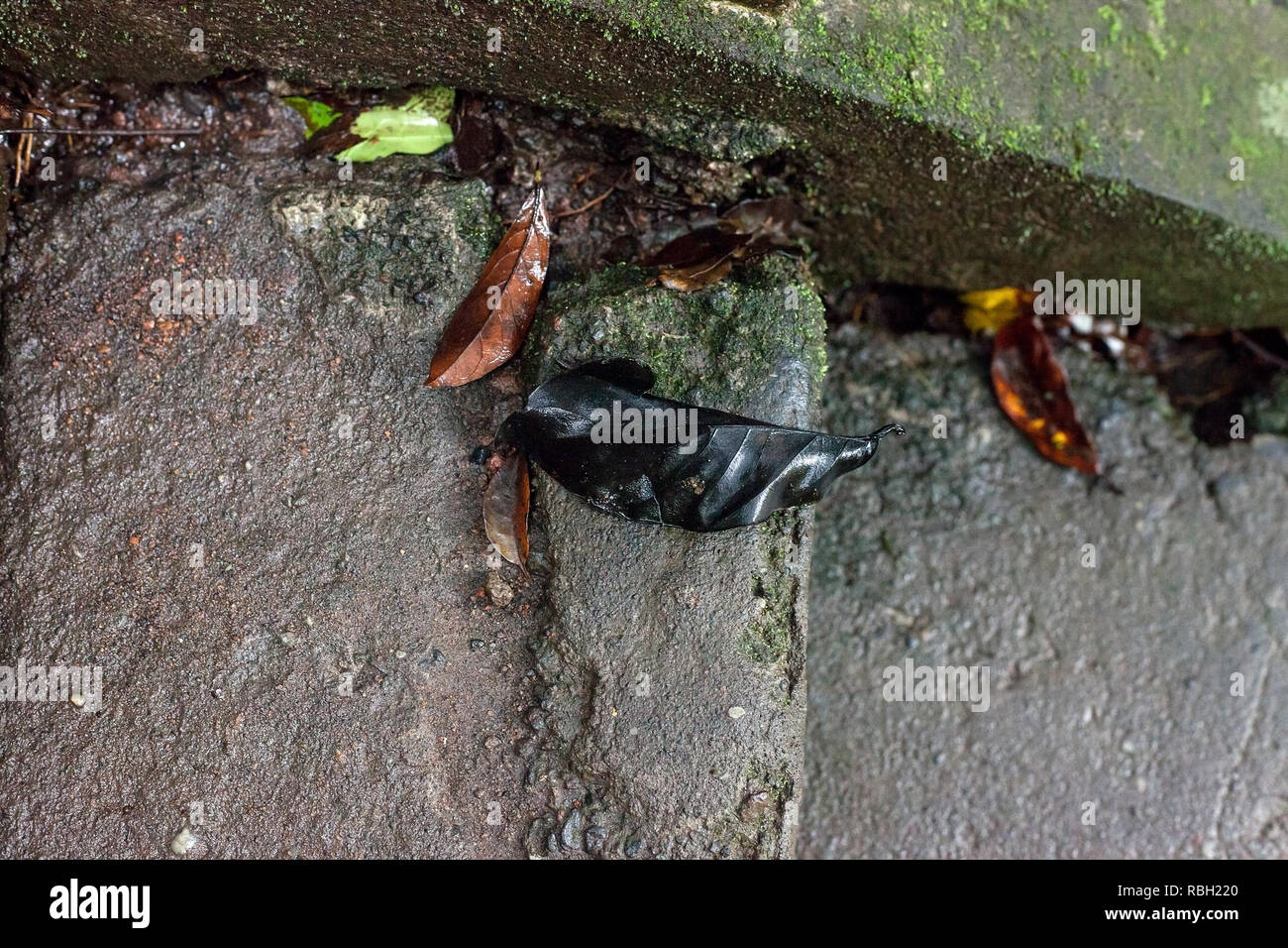 Black fallen leaf lying on ground. Dead and rotten dark leaves on ...