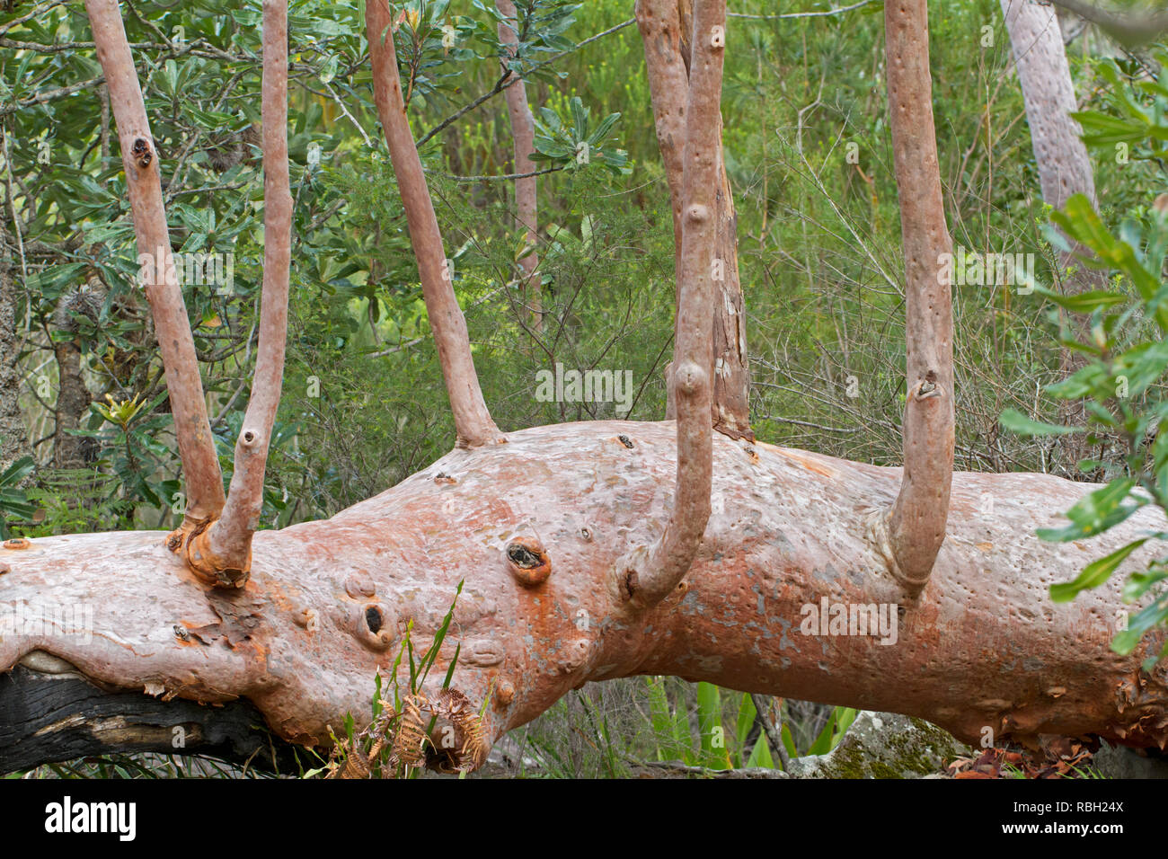 Fallen Tree with upright branches Stock Photo - Alamy