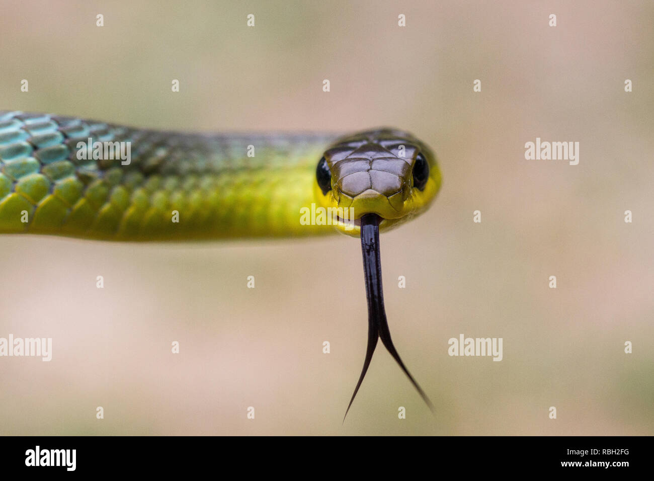 Common Tree Snake Stock Photo - Alamy